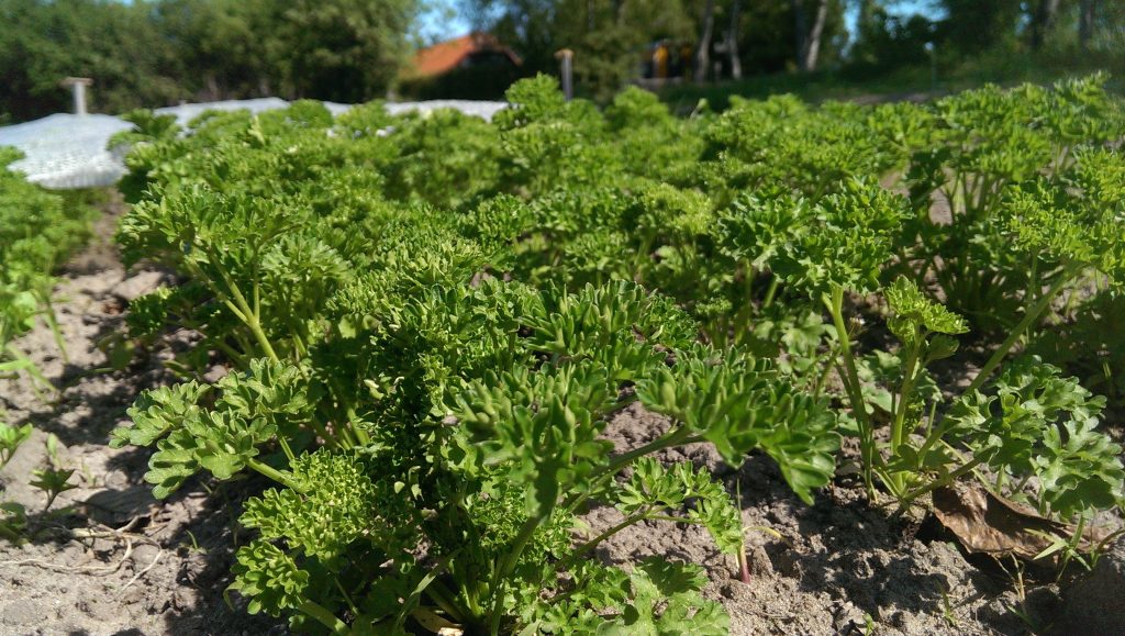 De groenten – CSA de Wilde Peen