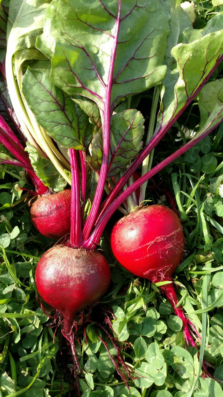 De groenten – CSA de Wilde Peen